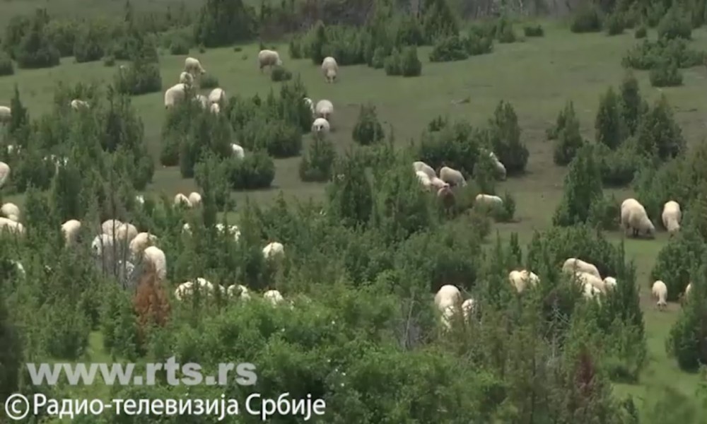 Nekada su ćilimi od pešterske ovce krasili carske palate, danas vuna ...
